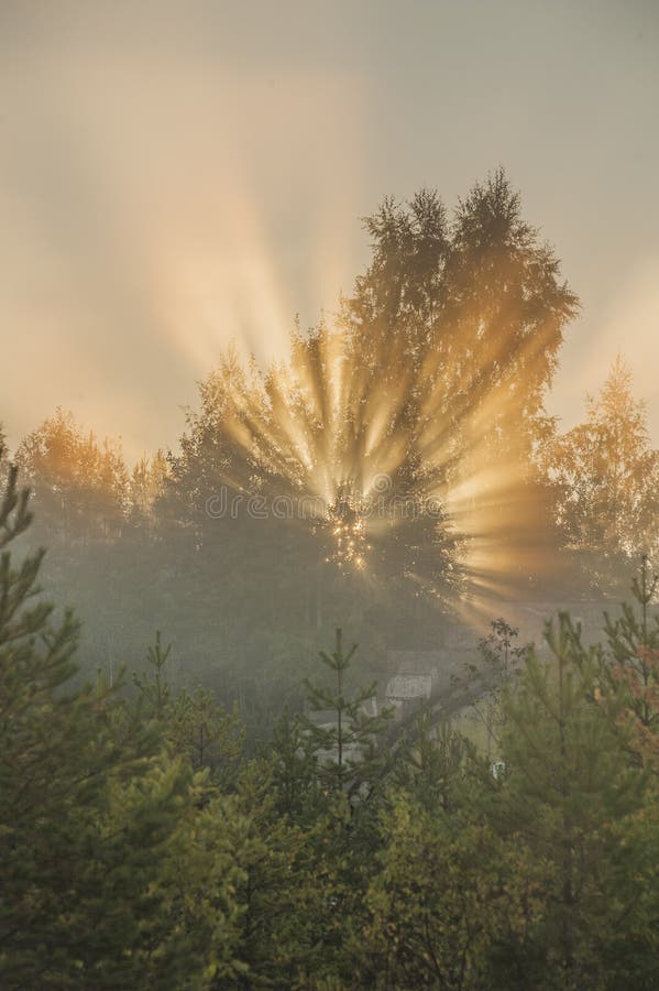 Rise above the trees stock image. Image of environment - 38597487