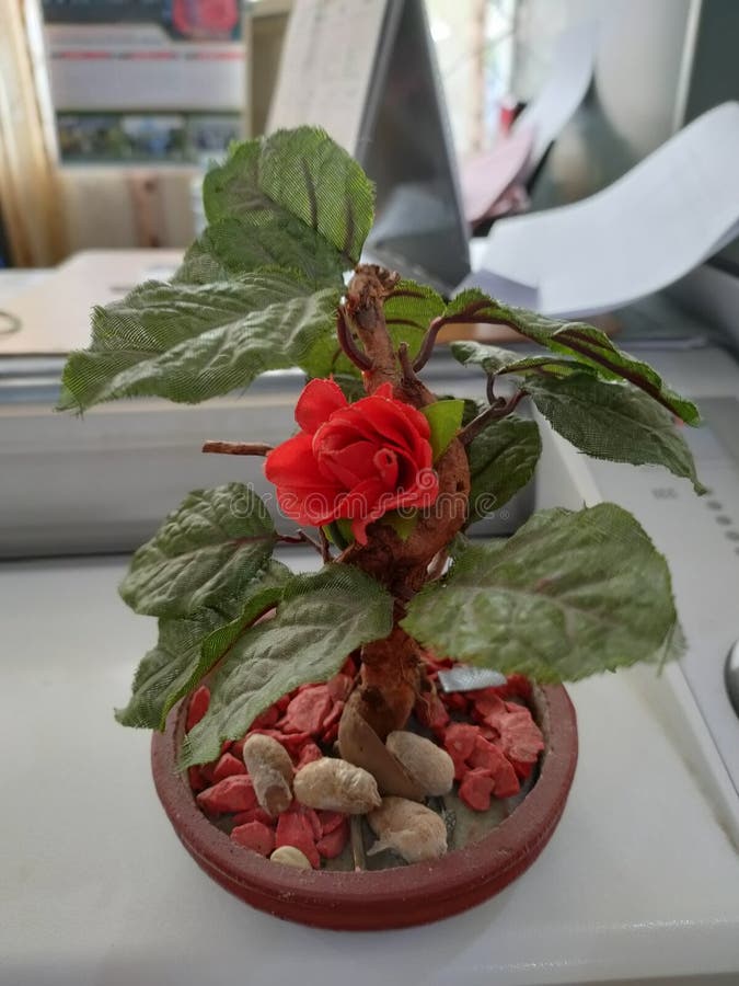 Rise and bloom. stock image. Image of bloom, flower - 198690065