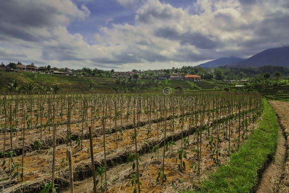 Rise-field stock image. Image of building, mekong, prohm - 99763893