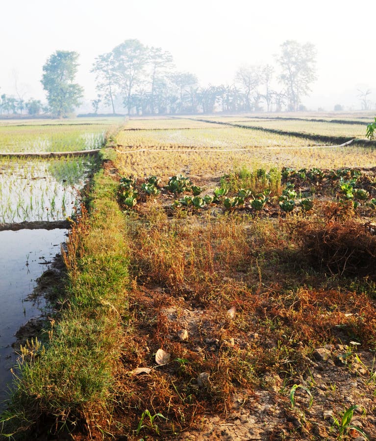 Rise field stock photo. Image of farming, crop, background - 54188700