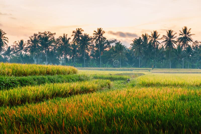 Rise Fields with Coconut Palms Stock Image - Image of jungle, mountain ...