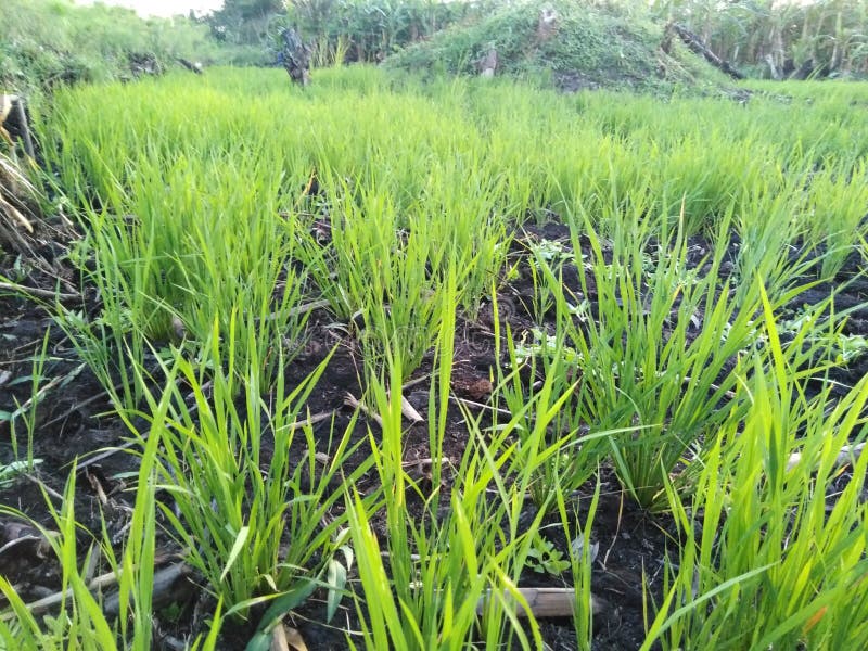 Rise Growing on Small Scale Stock Image - Image of scale, growing ...