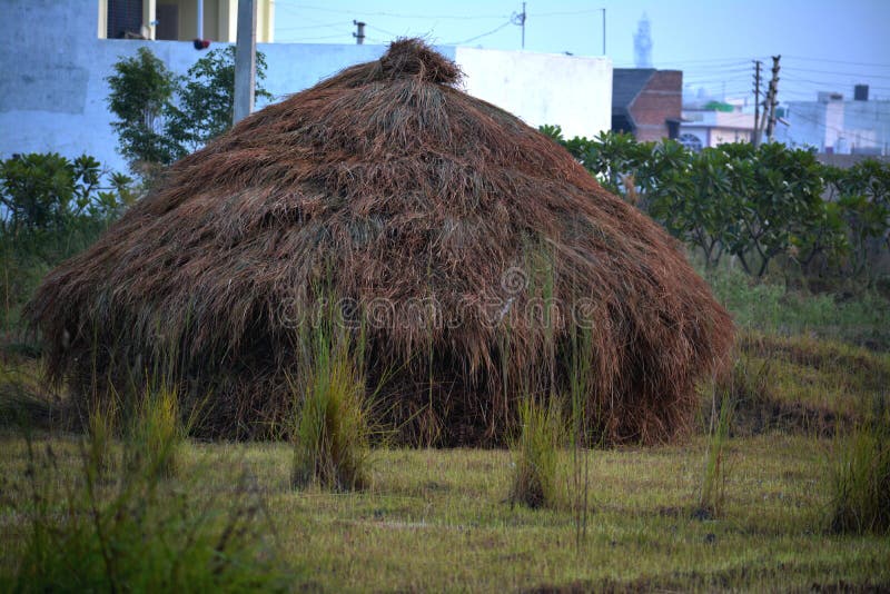 Rice Paddy Straw Dry Grass stock image. Image of rise - 167411677