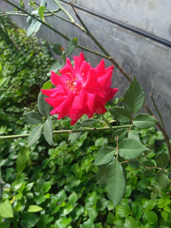 Rise of Red rose stock photo. Image of roses, produce - 222958174