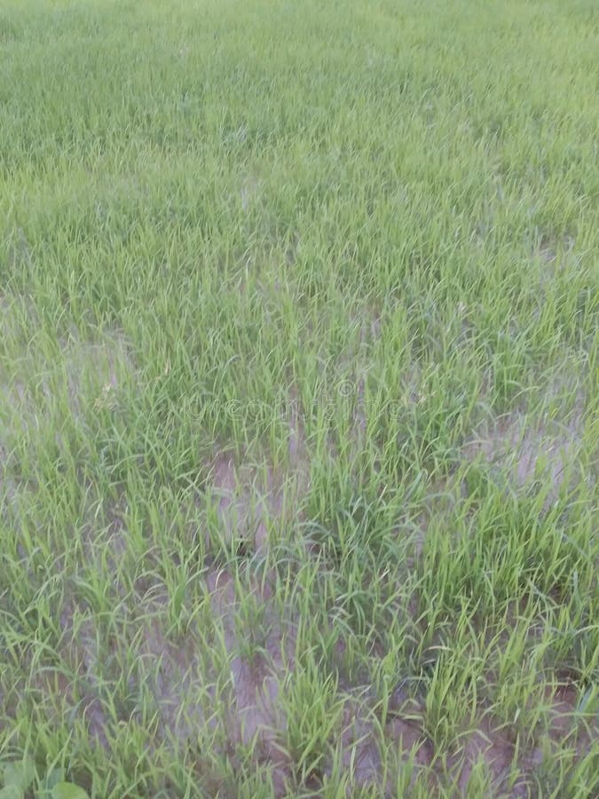Rise tree in field stock photo. Image of soil, flooring - 189804044