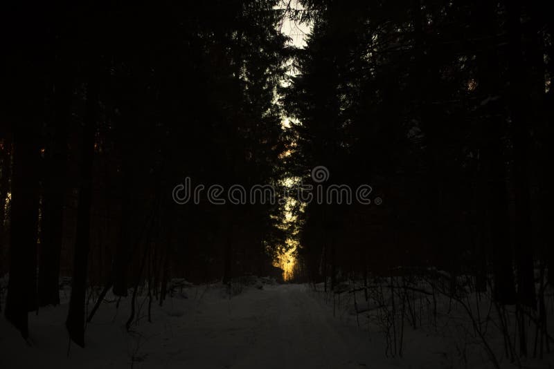 Rise between Trees. in Evening in Forest Stock Photo - Image of life ...