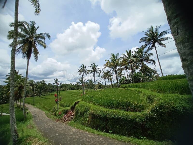 Rise View with Coconat Tree Stock Photo - Image of hill, plant: 264575008