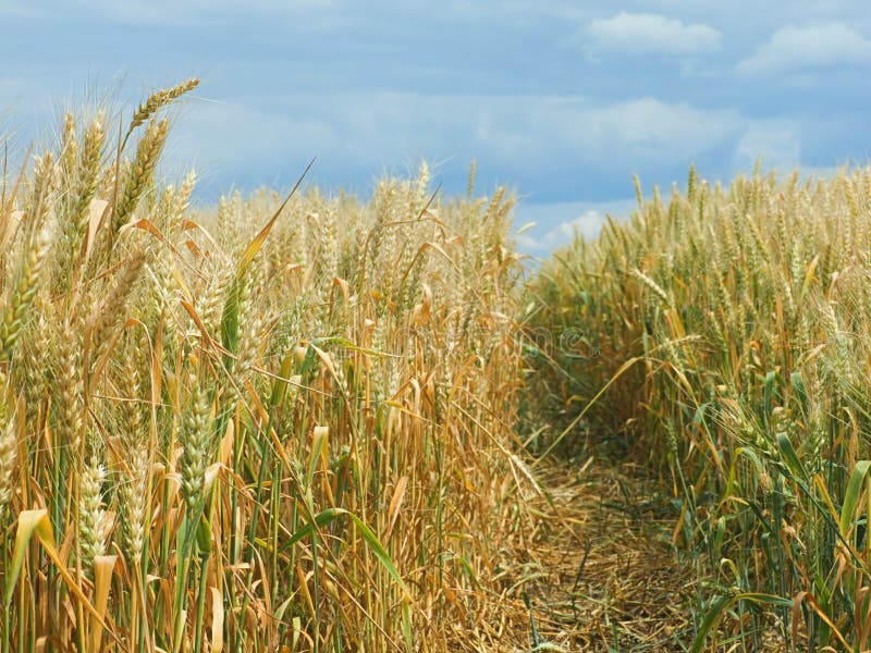 Rise wheat field stock photo. Image of green, reap, bread - 10970740