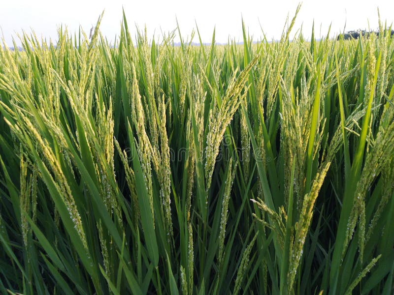 Rised Tree Riced Flowers Grined Stock Photo - Image of juitssmaled ...