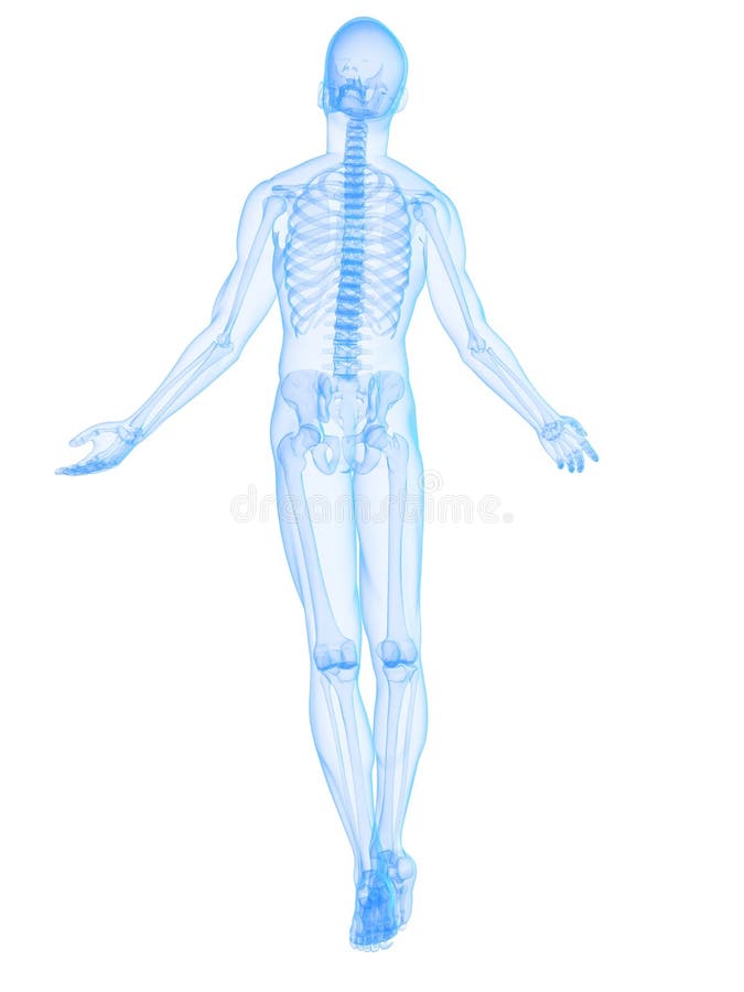 Rising body - x-ray stock illustration. Illustration of science - 15433812