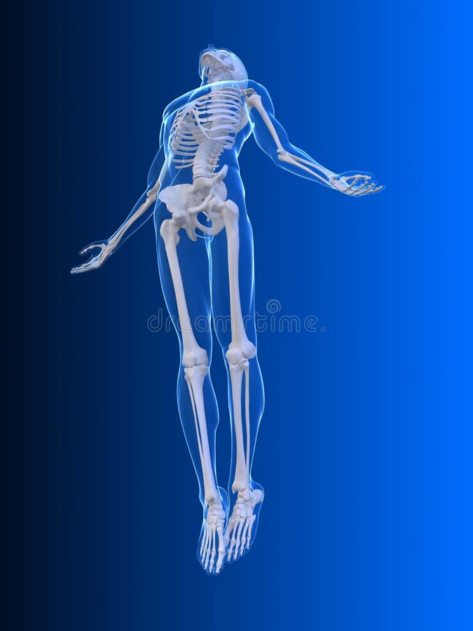 Rising body - x-ray stock illustration. Illustration of science - 15433812