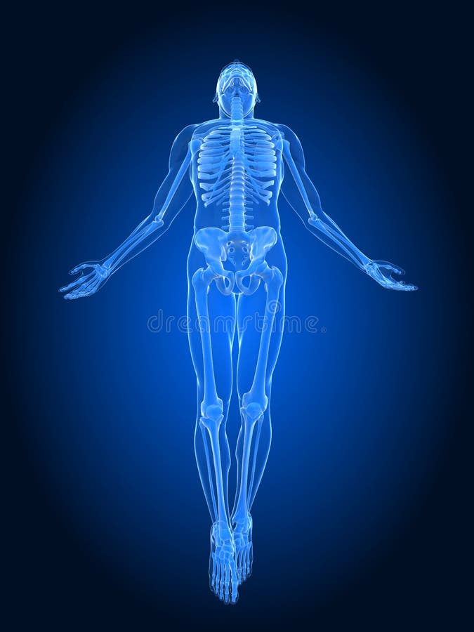 Human body stock photo. Image of healthy, organism, biological - 2510368