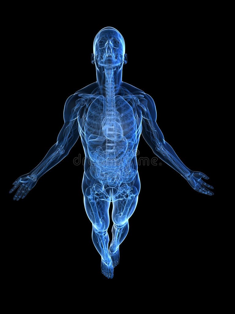 Body Male Rise Stock Illustrations – 219 Body Male Rise Stock ...