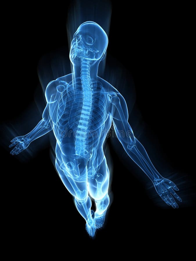 Human body stock image. Image of healthy, biology, bodily - 2510369