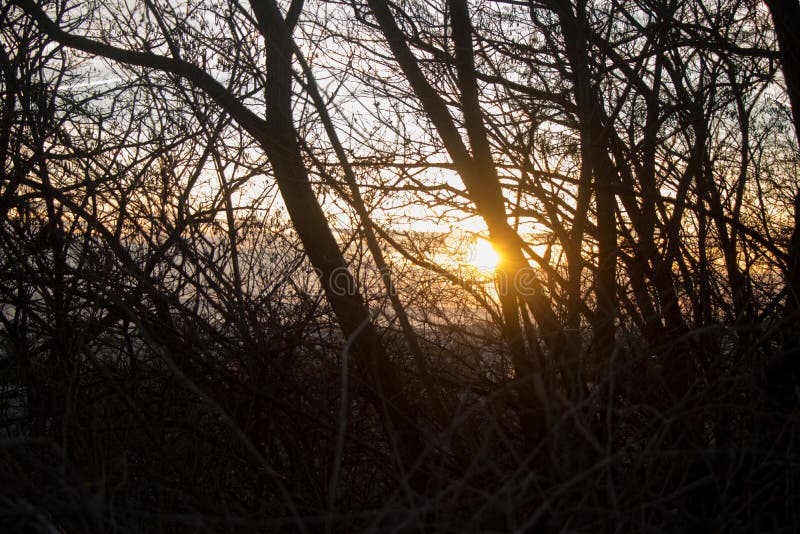 Rising through the Branches of the Tree Stock Image - Image of fabaceae ...