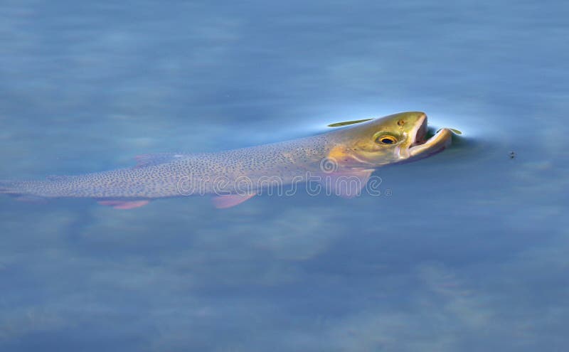 Cutthroat Trout Rise