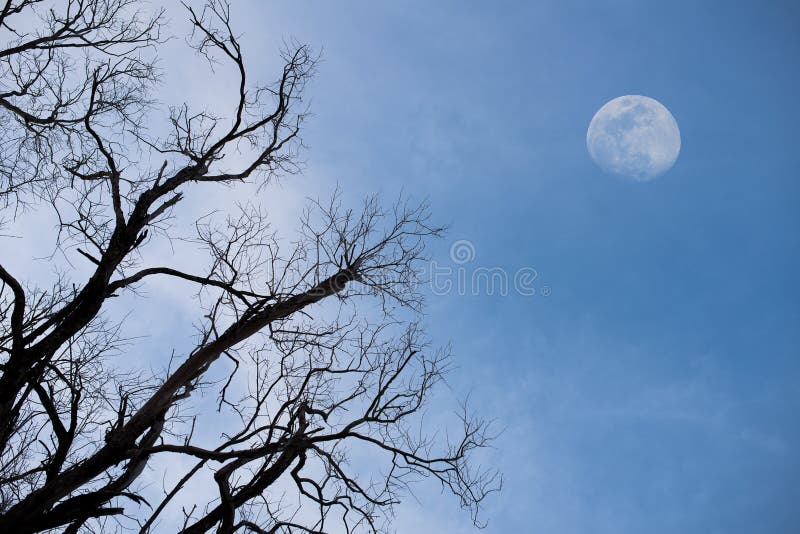 Rising moon and tree stock photo. Image of witchy, death - 94966392