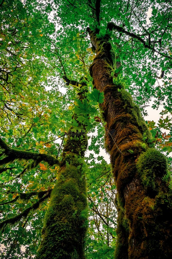 Rising Mossy Trees, Columbia River Gorge, Oregon Stock Image - Image of ...