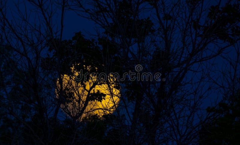 Rising Orange Moon with Tree Branch Silhouettes Stock Image - Image of ...