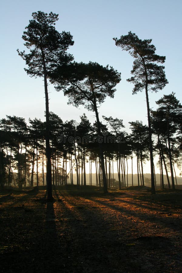 Rising sun on forest stock image. Image of forest, trunks - 28147185