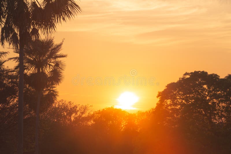 Rising Sun Over a Tropical Forest Stock Image - Image of postcard ...