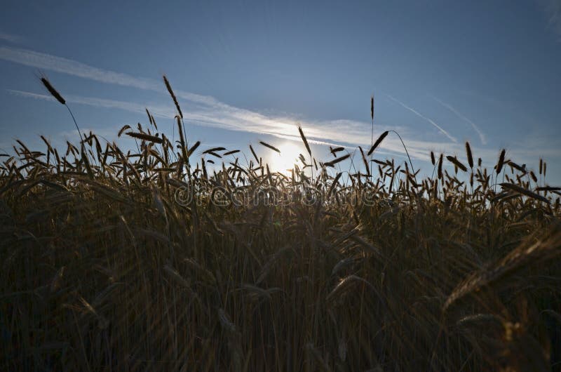 Rising Sun stock photo. Image of landscape, ears, field - 85980730