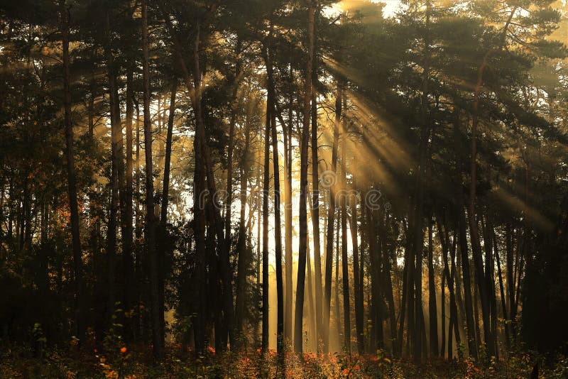 Rising Sun Rays among the Trees Stock Image - Image of rising, autumn ...