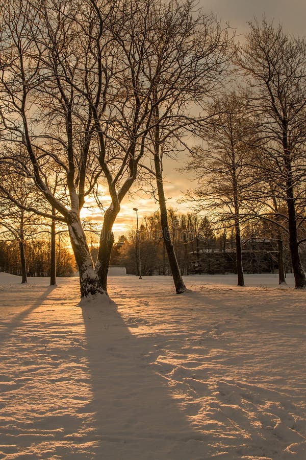 Rising Sun Shining Birch Tree Winter Park Stock Photos - Free & Royalty ...