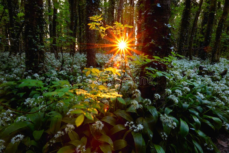 Rising Sun in Spring Forest Stock Image - Image of beauty, season: 19389109