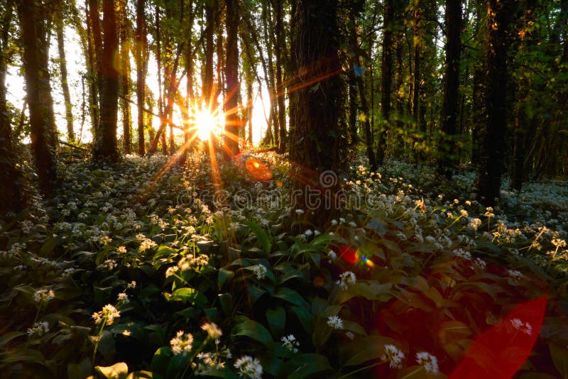 Rising Sun in Spring Forest Stock Photo - Image of beauty, grass: 19389142