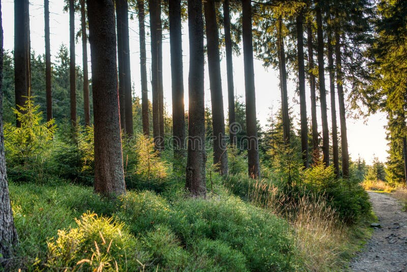 Rising Sun with Tree Backgroun in Forest Stock Photo - Image of ...