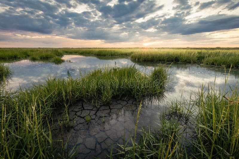 Rising Tide in Grassy Marsh with Dried Soil Textures Stock Image ...