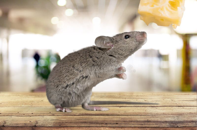 Risk stock photo. Image of rodent, animal, obsessive - 118922896