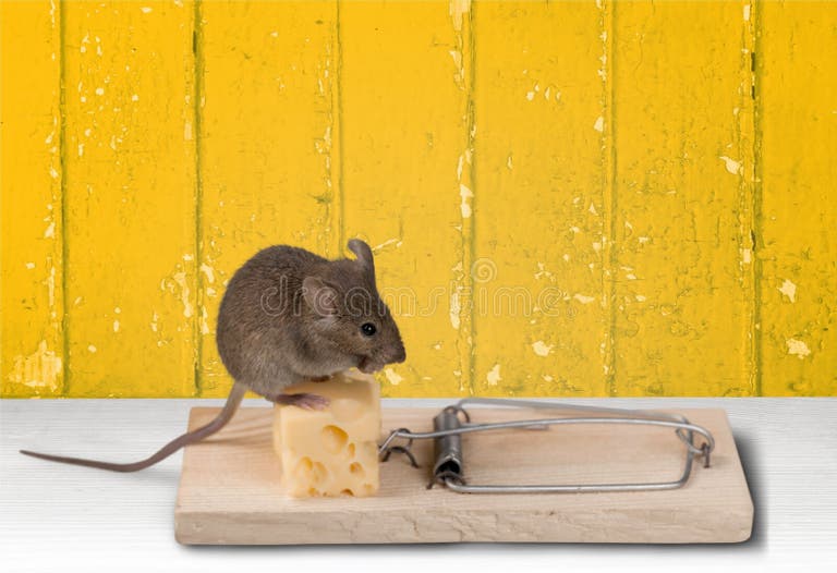 Risk stock photo. Image of risk, cheerful, cheese, eating - 58710600