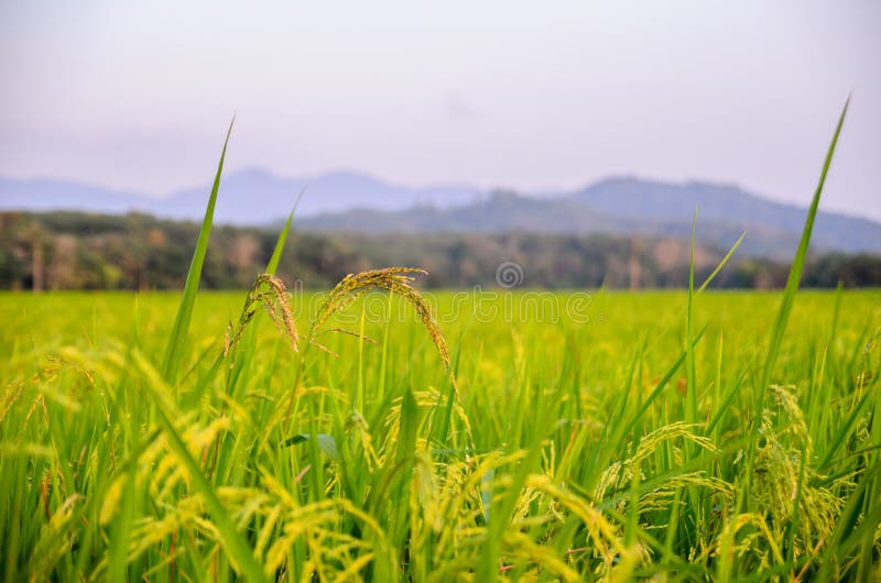 Riso immagine stock. Immagine di terra, grano, fioritura - 50179535