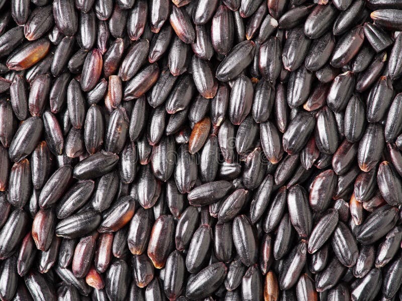 Riso nero immagine stock. Immagine di semi, morso, seme - 107874421
