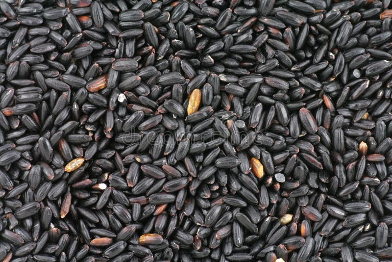 Riso nero immagine stock. Immagine di podere, grano, sfondo - 1735407