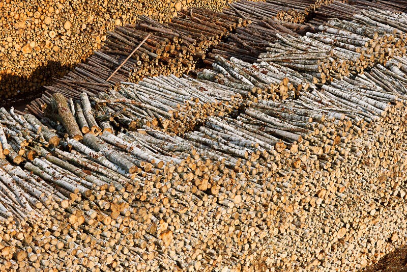 Risorse del legname fotografia stock. Immagine di industria - 28533018
