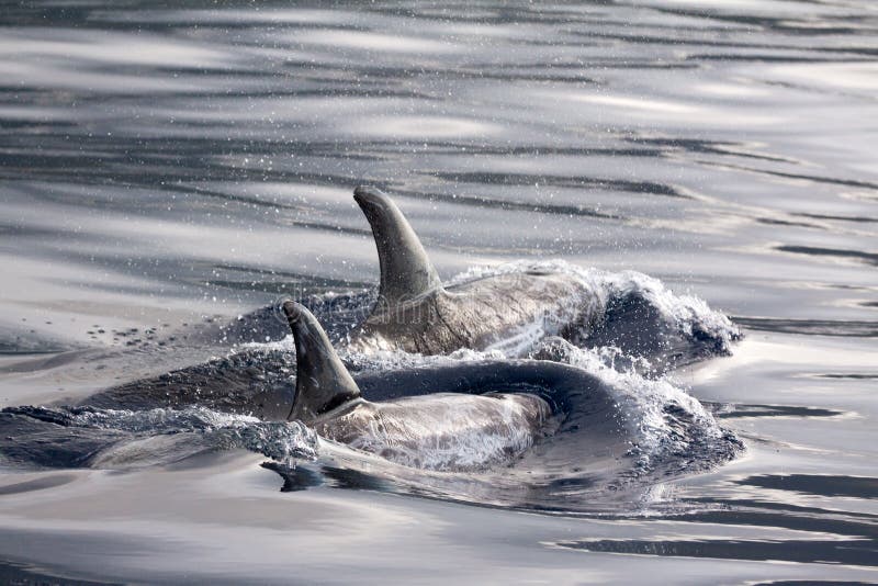 Risso Azores stock image. Image of power, intelligent - 25371535