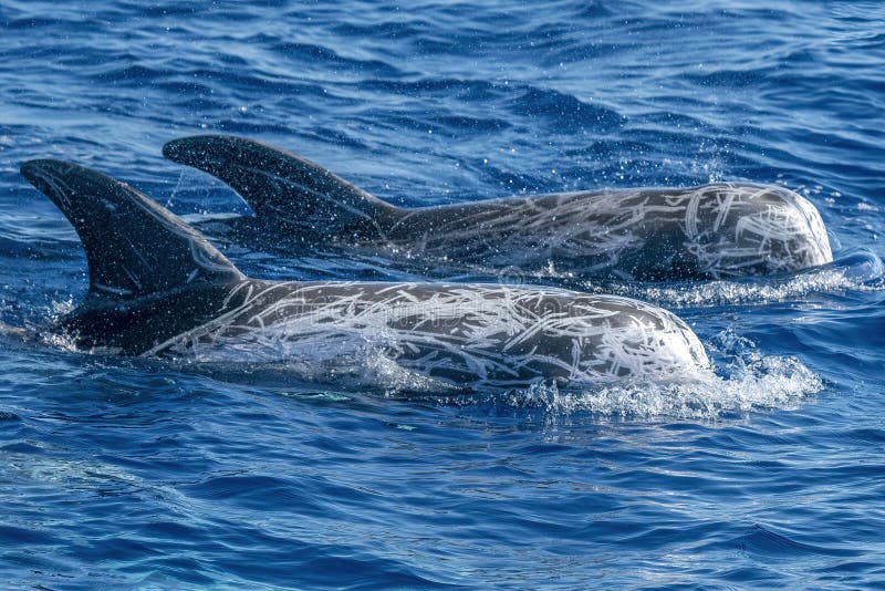 Risso Dolphin Close Up Portrait on Sea Surface Stock Photo - Image of ...