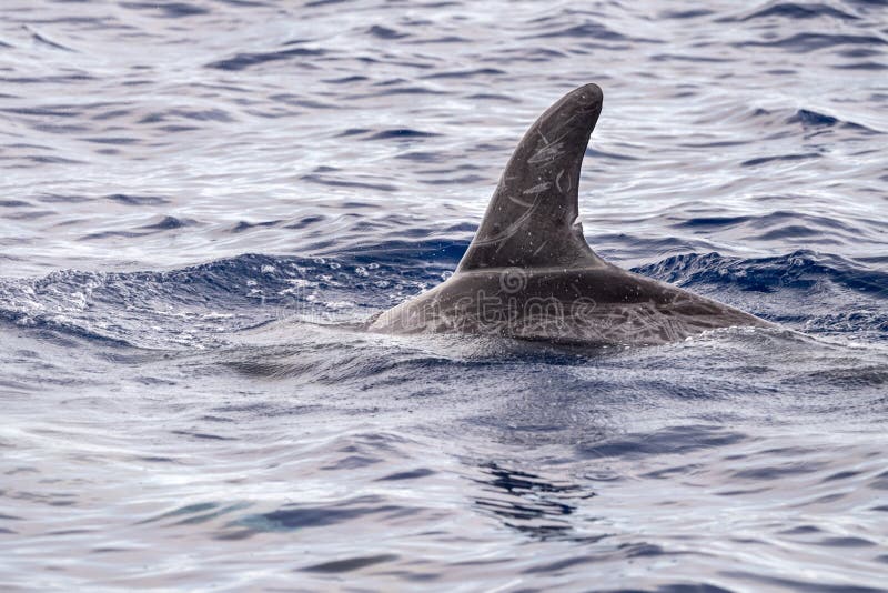 Risso Dolphin Grampus in Mediterranean Stock Image - Image of ...