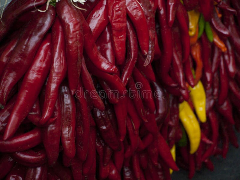 Ristra stock photo. Image of culture, nutrition, ristra - 26646006