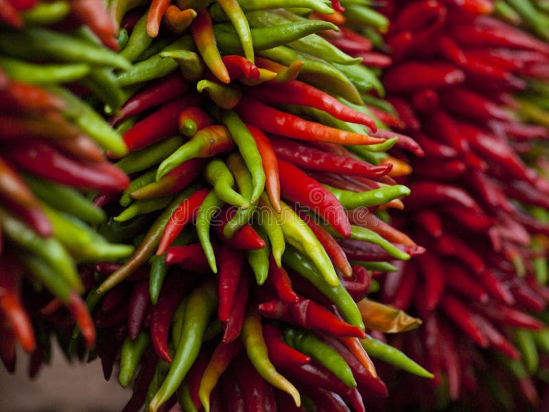 Ristra stock image. Image of culture, string, dried, solanaceae - 26646023