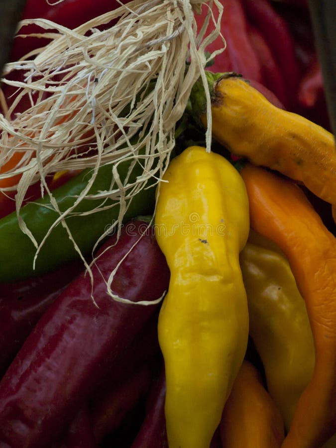 Ristra stock photo. Image of market, piper, ranch, bushel - 26646458