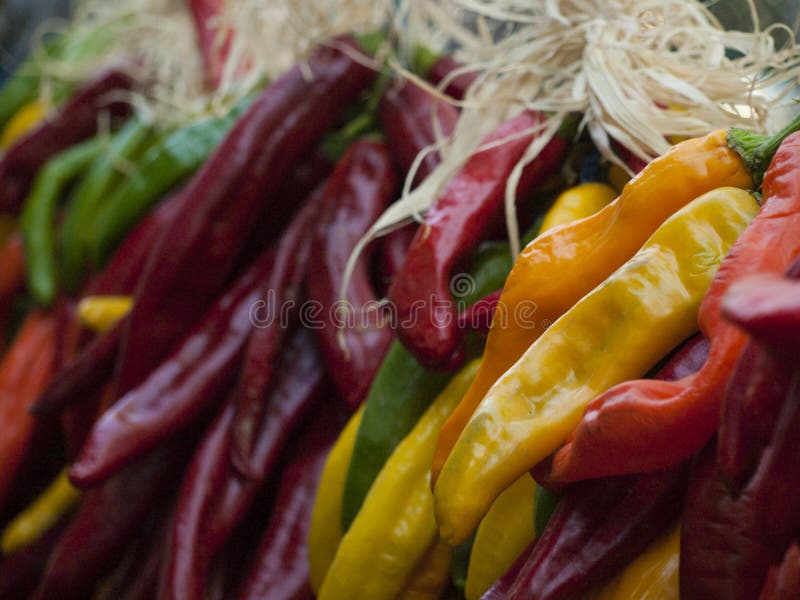 Chile Ristras stock image. Image of chiles, pepper, spicy - 3293647
