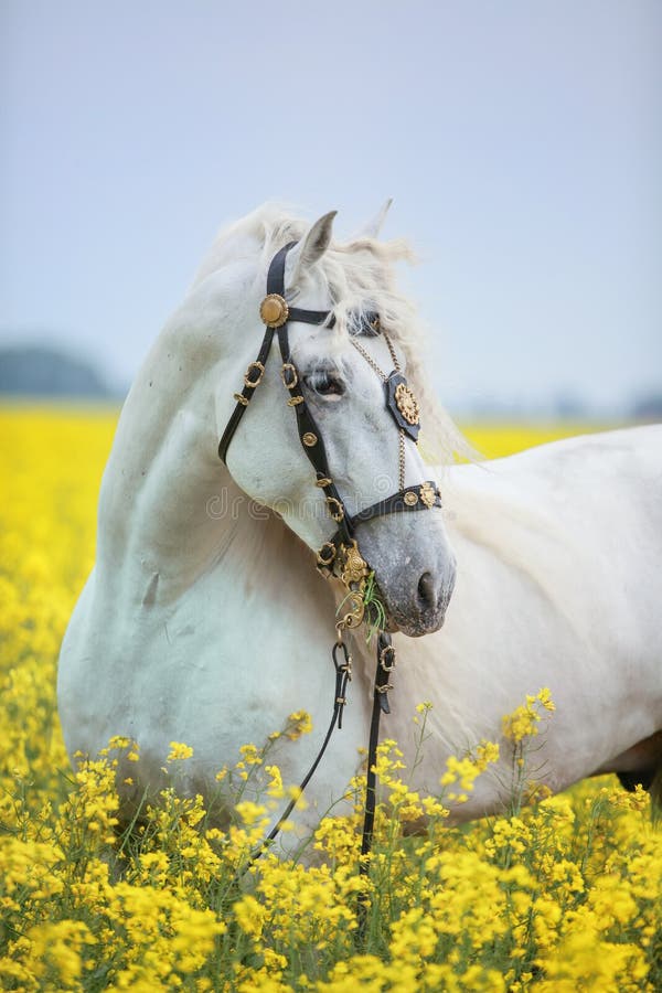 Ritratto Andaluso Bianco Del Cavallo Immagine Stock - Immagine di ...