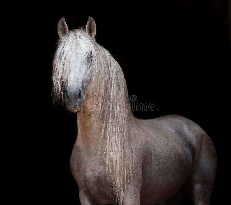 Ritratto Andaluso Del Cavallo Fotografia Stock - Immagine di equestre ...