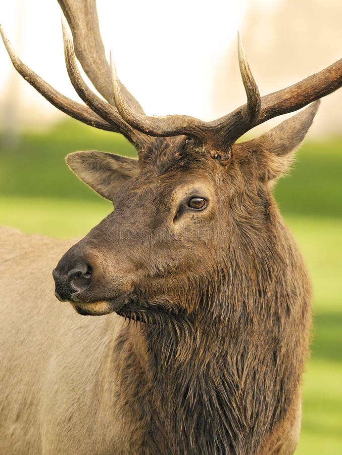 Ritratto degli alci immagine stock. Immagine di ellowstone - 12112029