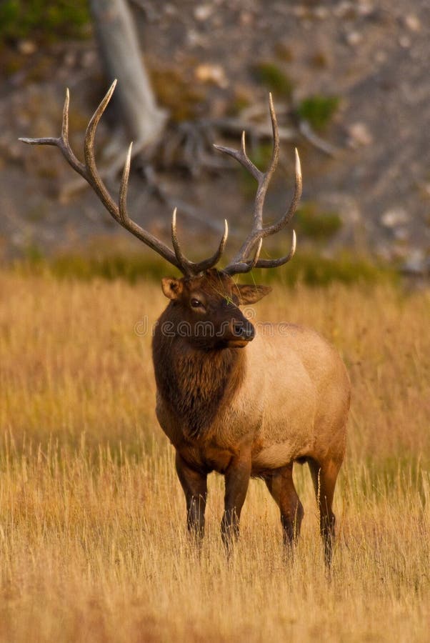 Ritratto Di Un Alce Maschio, Yellowstone Immagine Stock - Immagine di ...