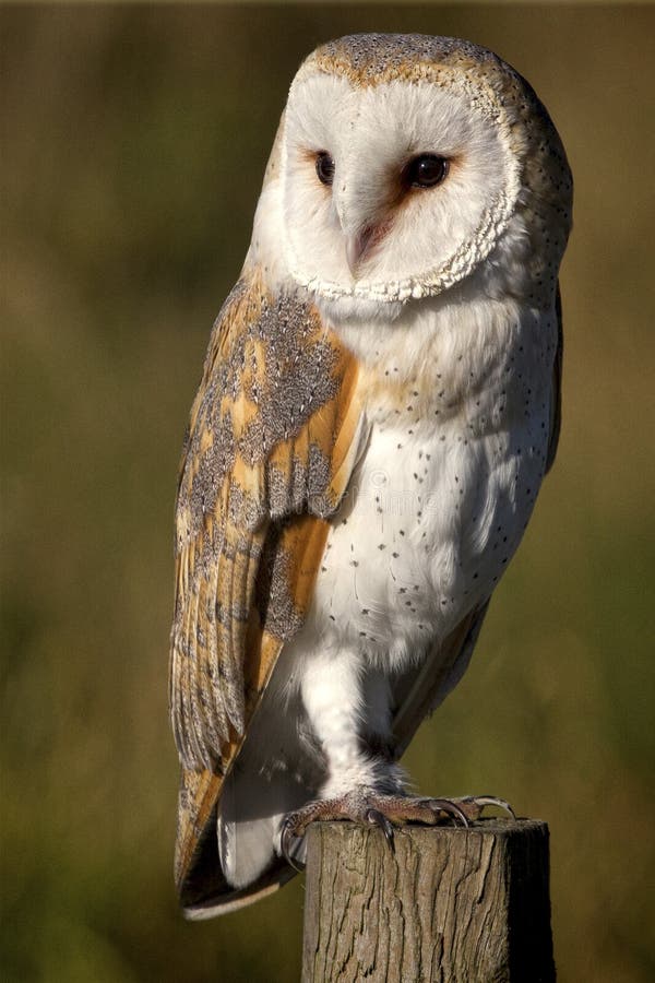 Ritratto dei barbagianni immagine stock. Immagine di alba - 30204819